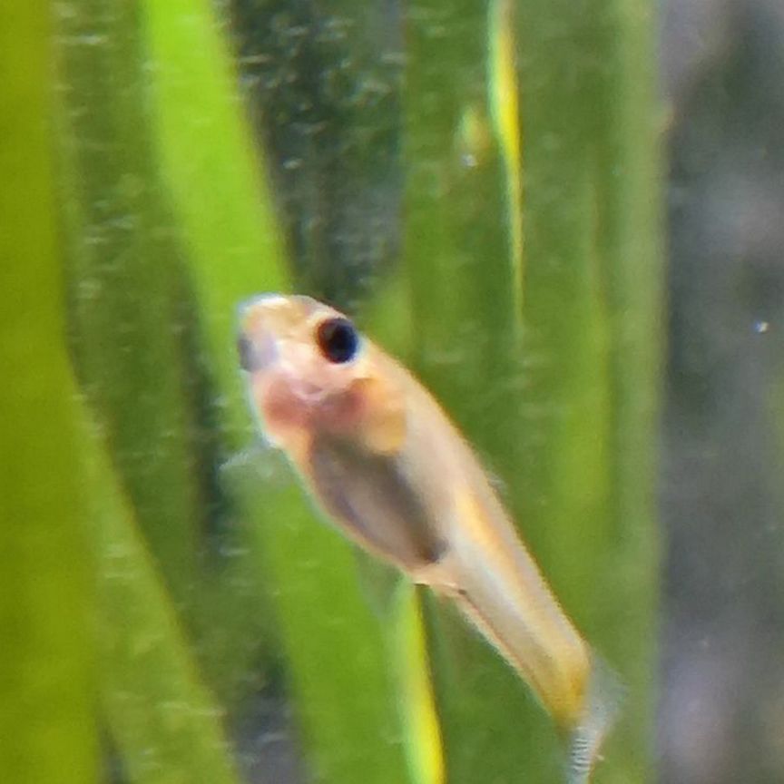 Рыбки гуппи