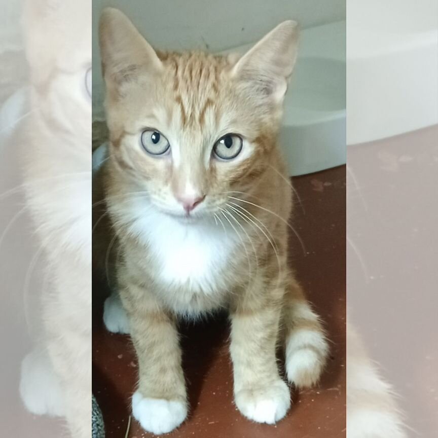 Котик подросток бесплатно