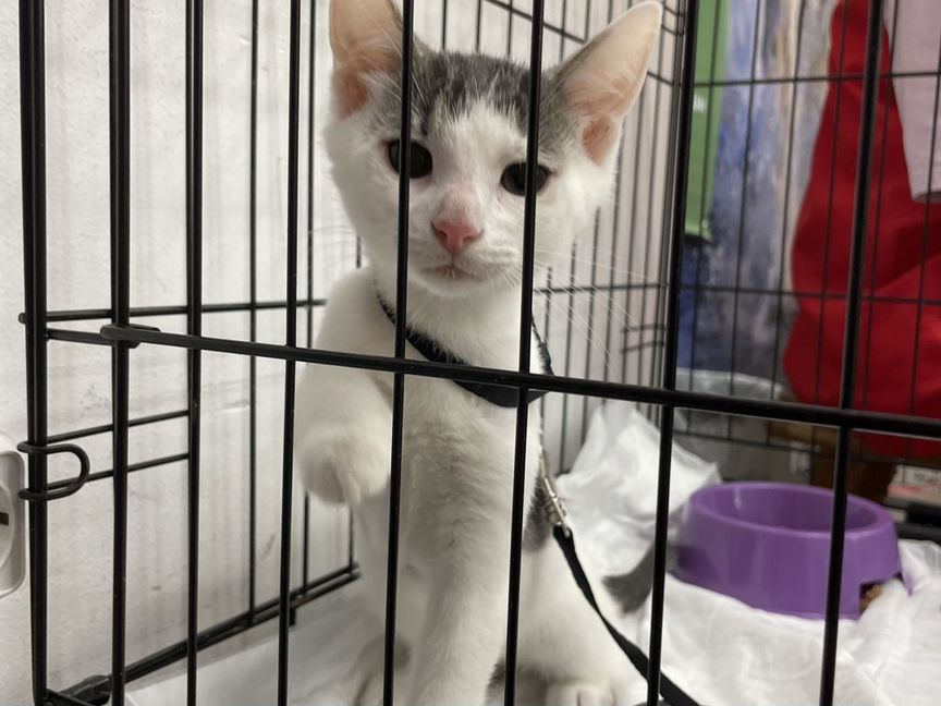 Ласковые котята (3,5 мес) в добрые руки