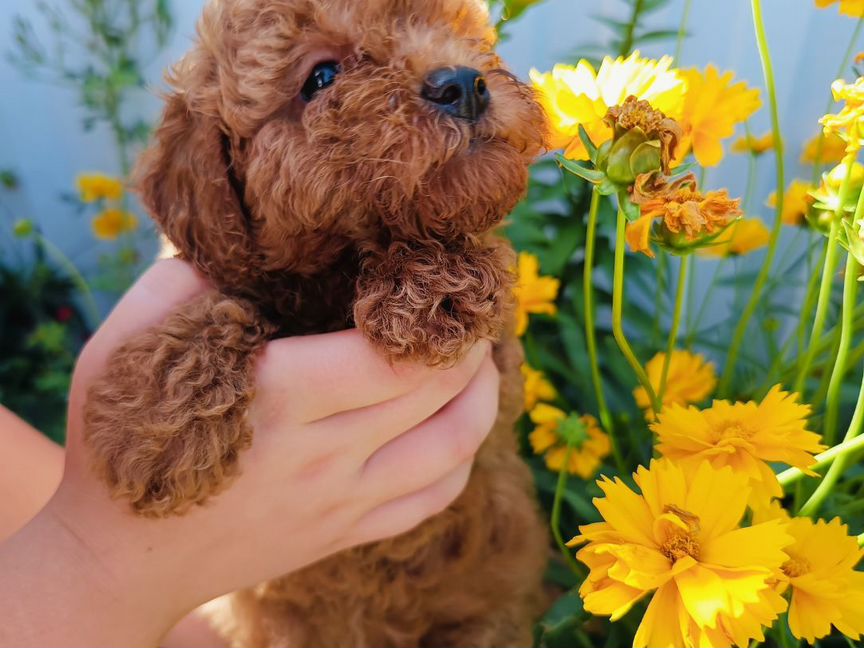 Той-пудель мальчики