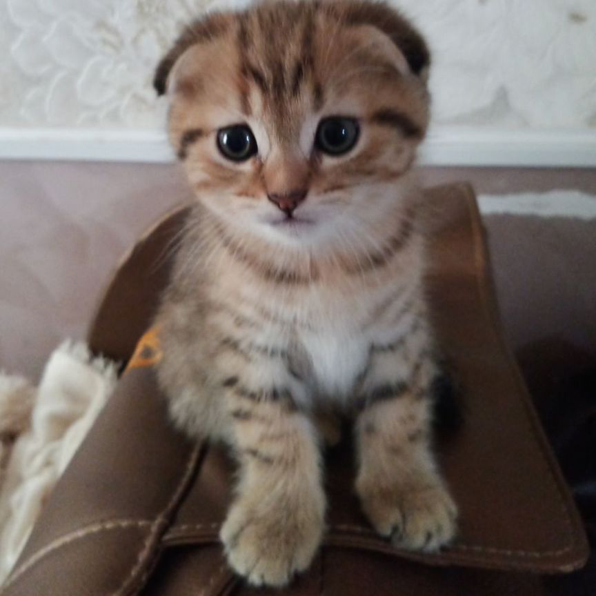 Шотландские вислоухие котята
