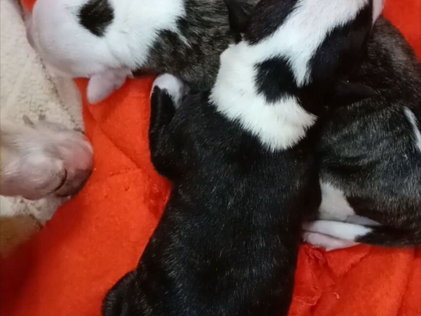 Щенки уиппета - мальчики