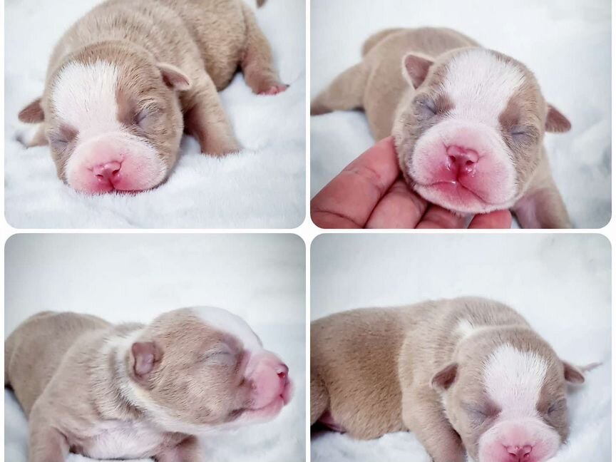 Очень красивые щенки Американские булли