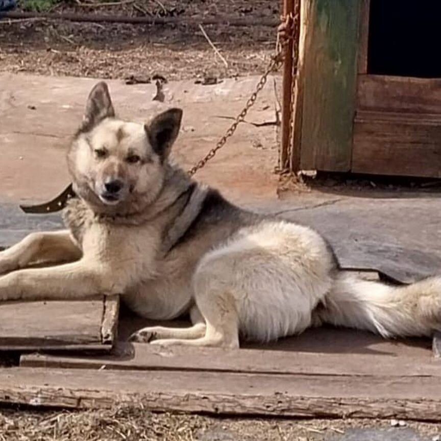 Собака в добрые руки отдам бесплатно