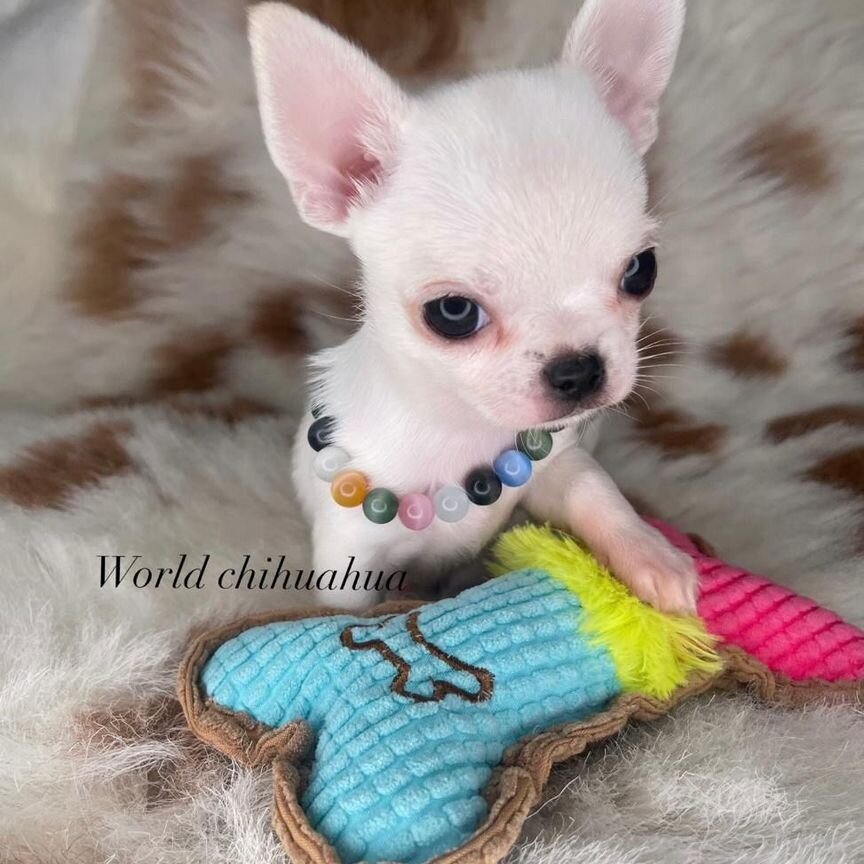 Микро Luxury Мальчик