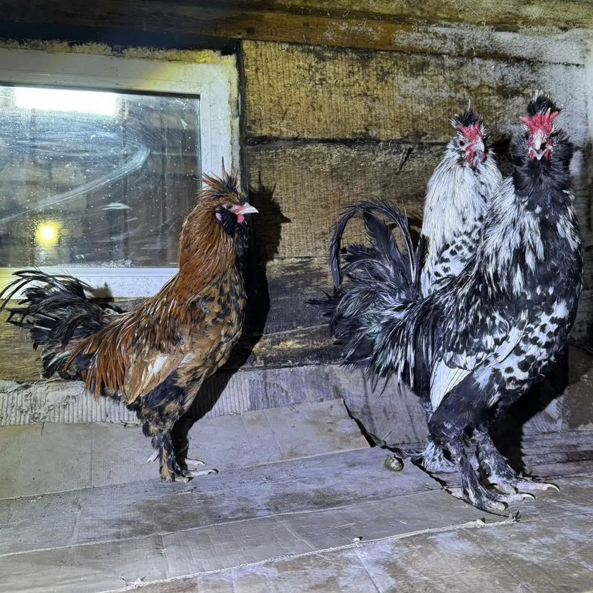 Молодые павловские петухи