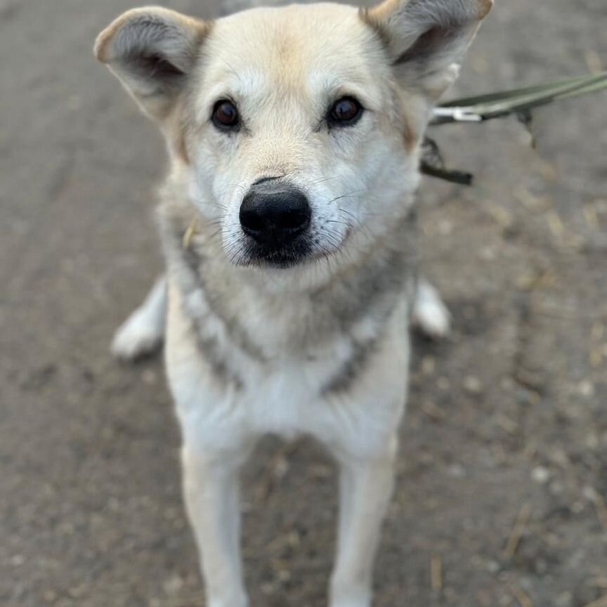 Пёс Тимур из приюта в добрые руки