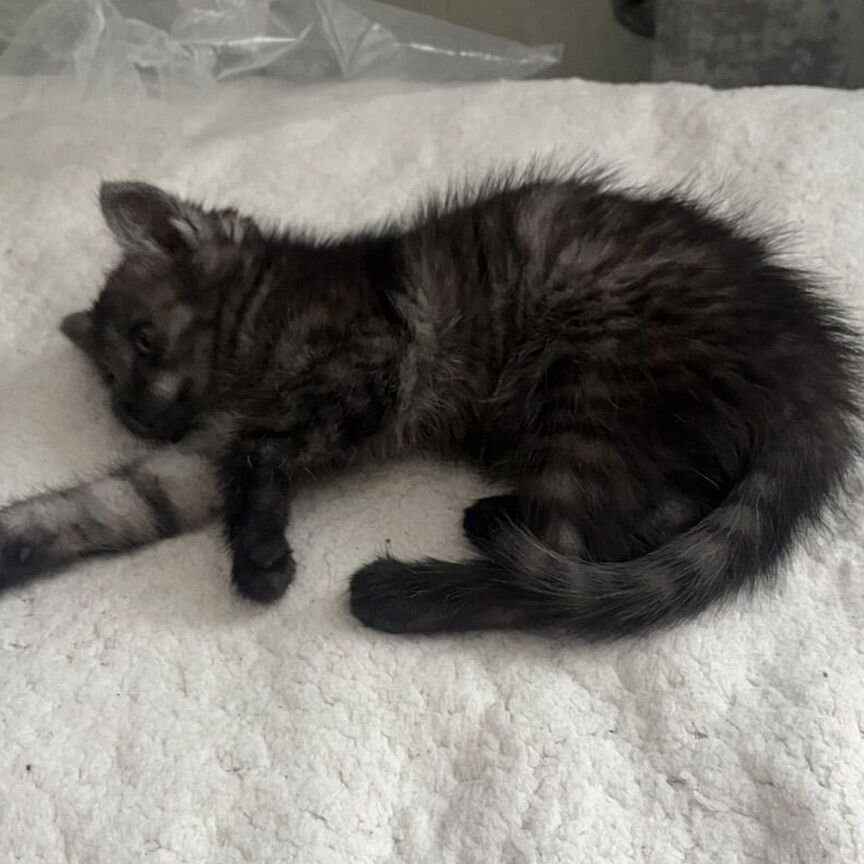 Шотландский прямоухий длинношёрстный котёнок