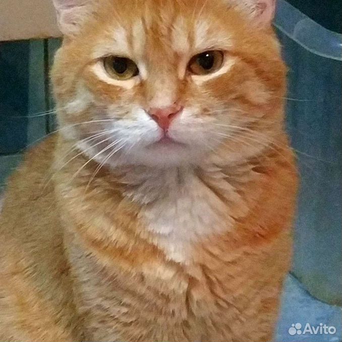 Кот рыжий молодой шикарный супер ласковый добрый