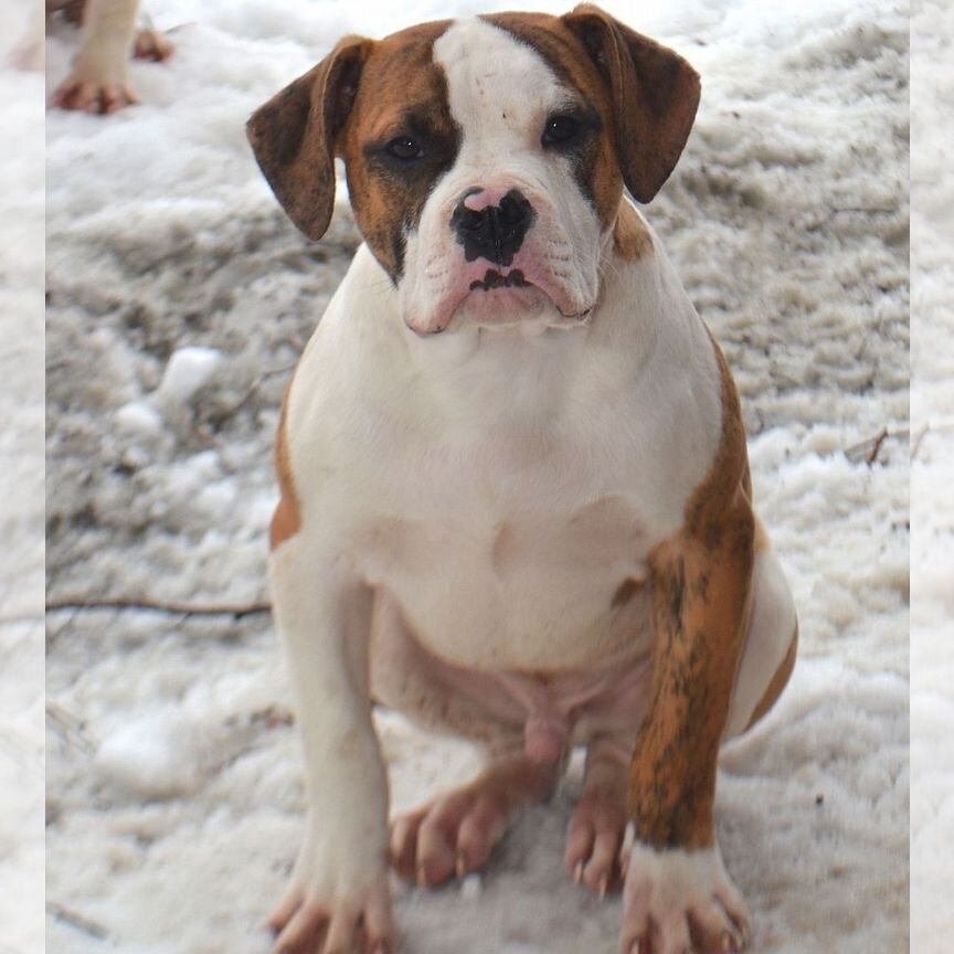 Американский бульдог