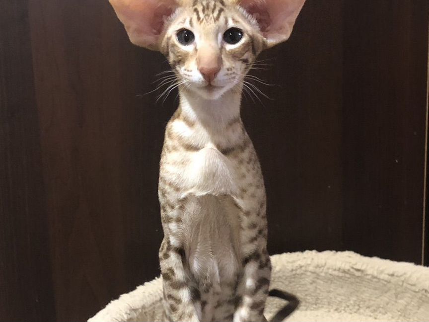 Ориентальный малыш Саймон