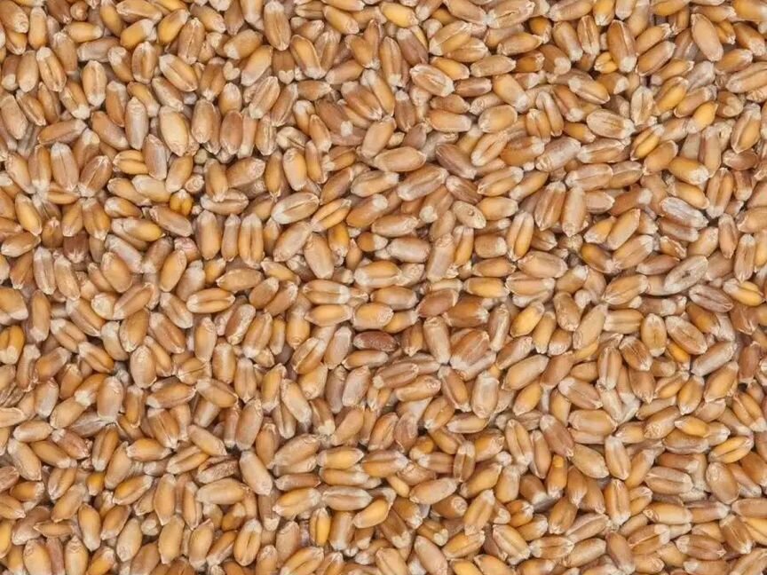 Зерно пшеница ячмень