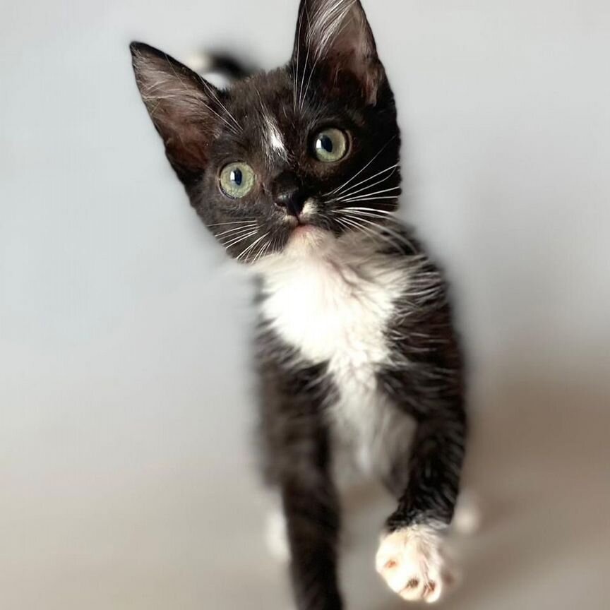 Котенок в добрые руки