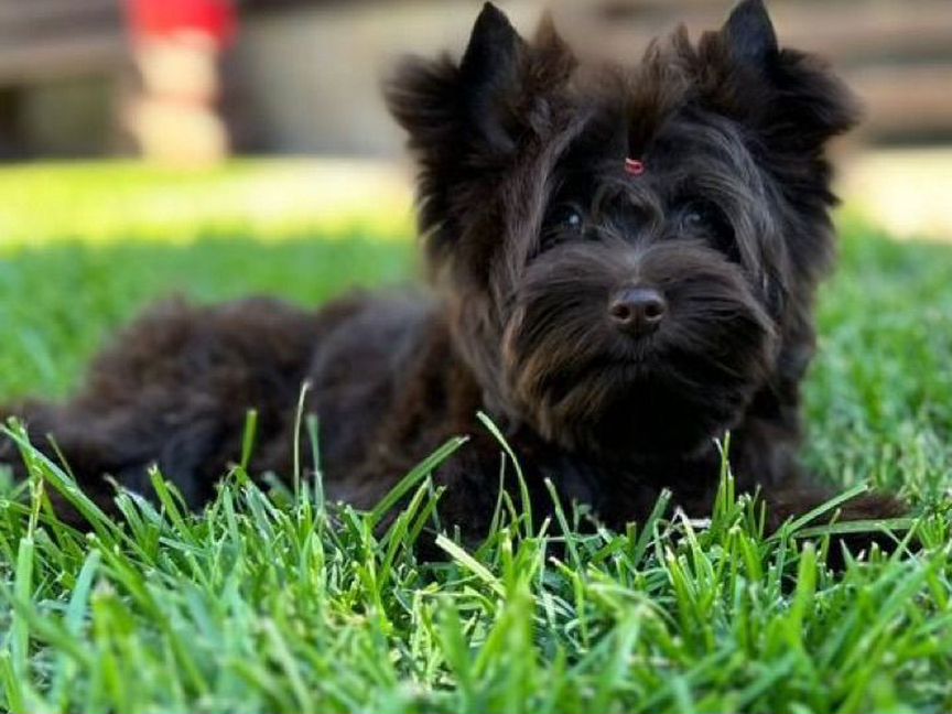 Шоколадный Йорк девочка