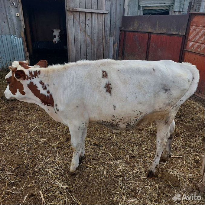 Телочка голштинка 7 месяцев