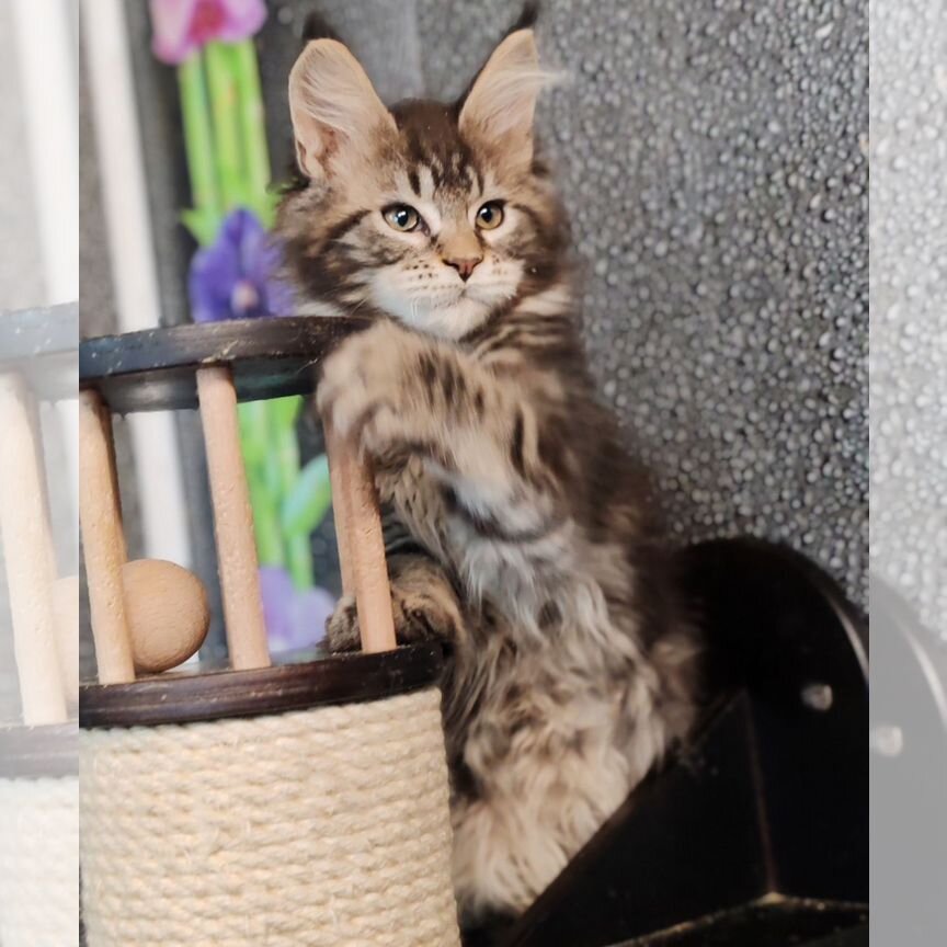 Мейн-кун котёнок