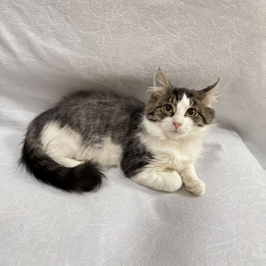 Сибирский котёнок