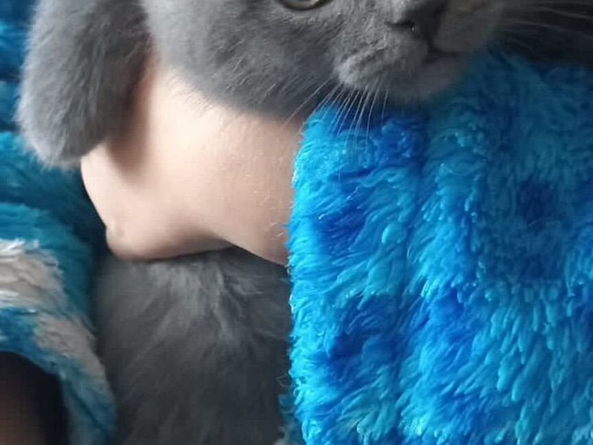 Британская