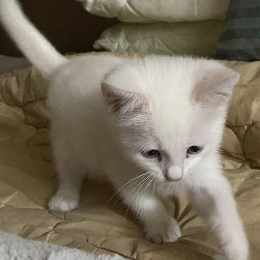 Белый котенок