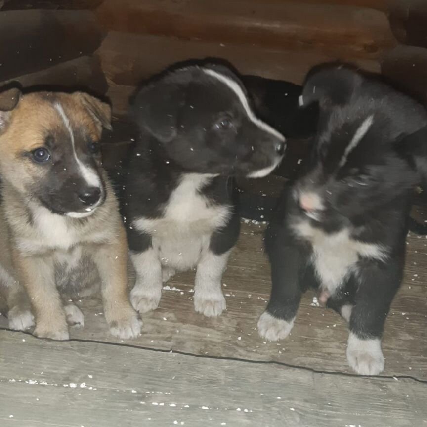 Щенок в добрые руки