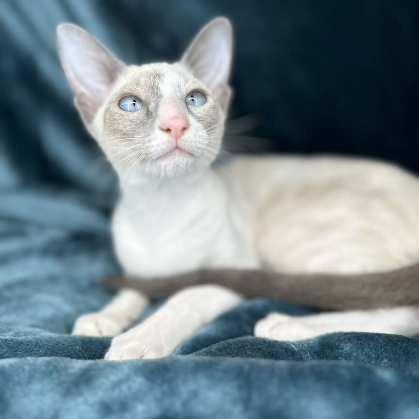 Ориентальные котята