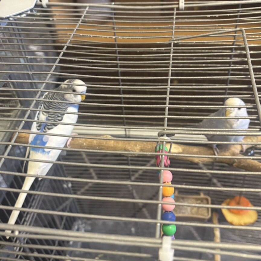 Волнистый попугай