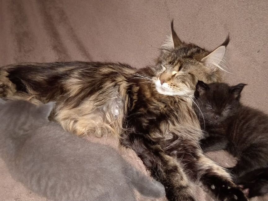 Котята мейн-кун