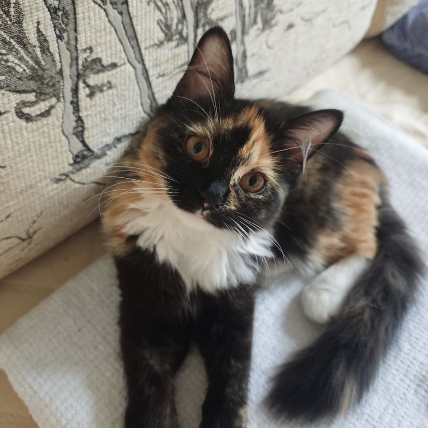 Отдам котенка в добрые руки