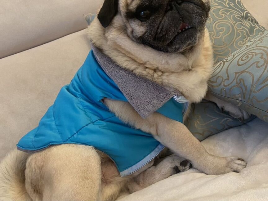 Одежда для собак