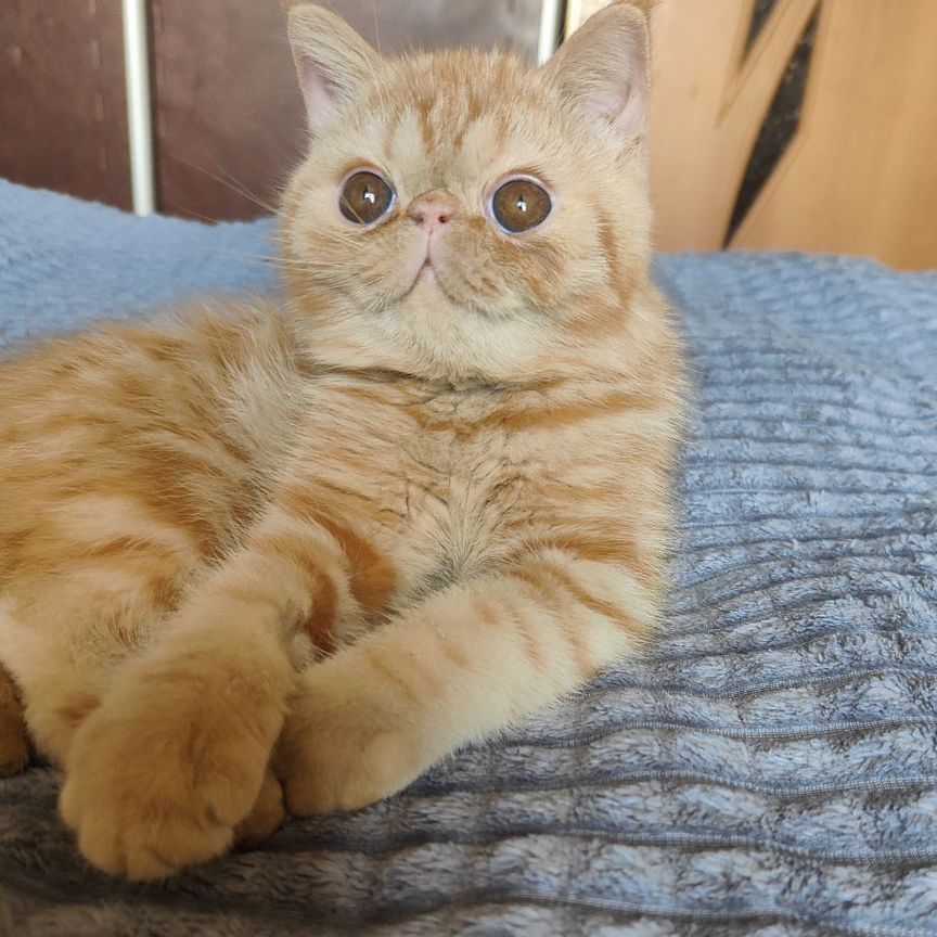 Экзотический короткошёрстный котёнок