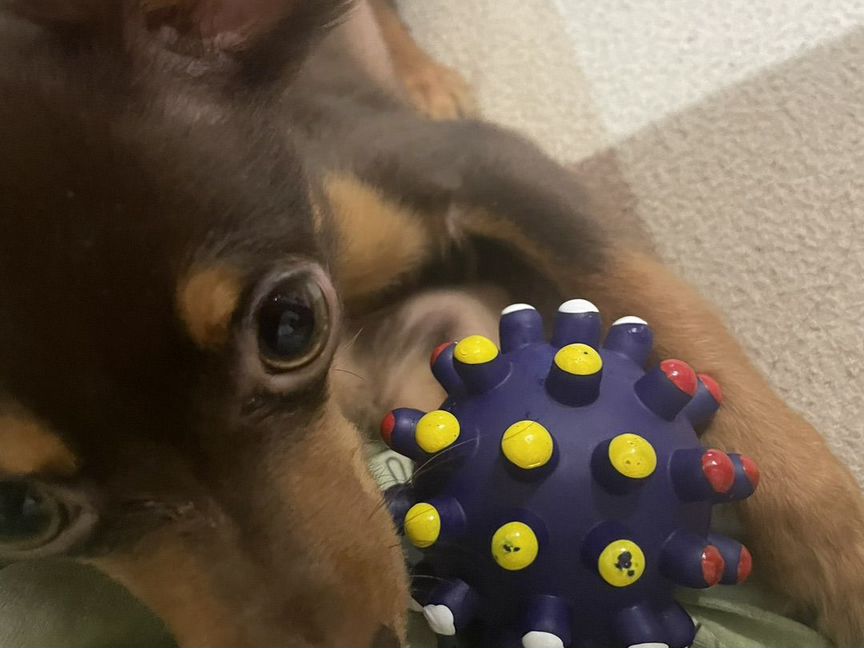 Русский той-терьер