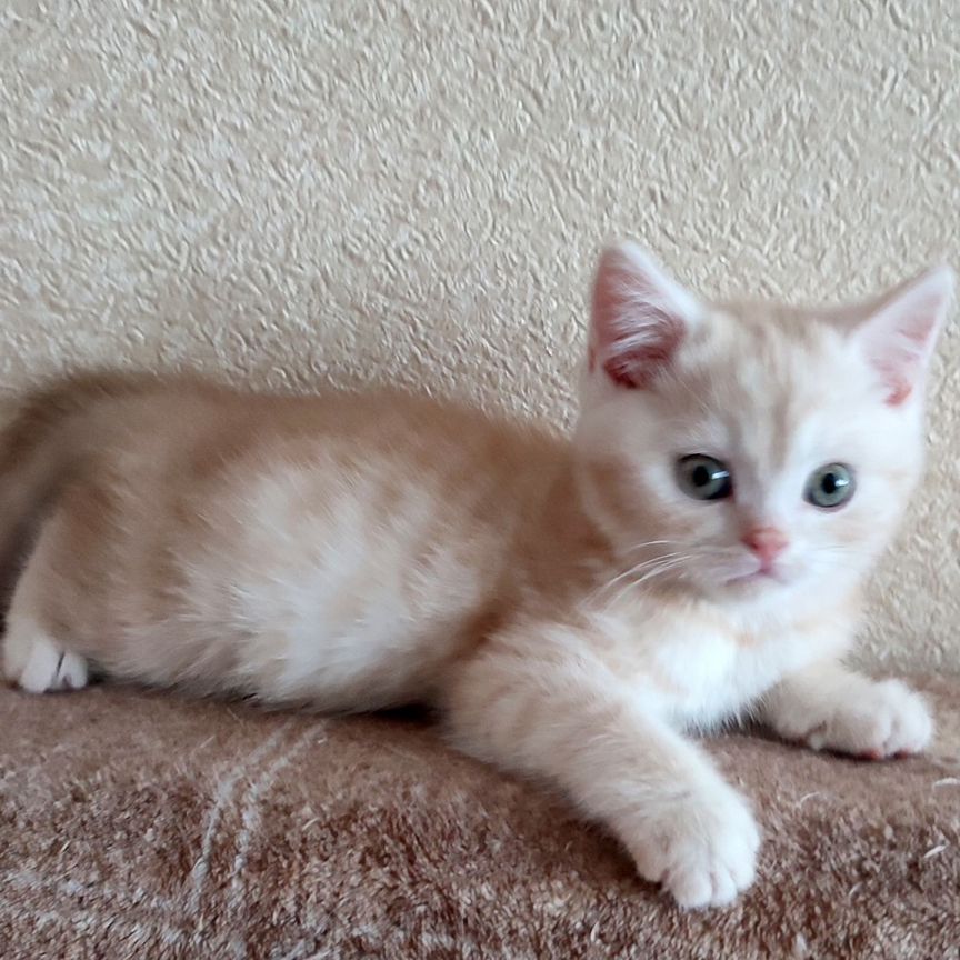 Шотландский котенок