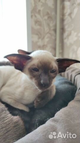 Мальчик сиамчик