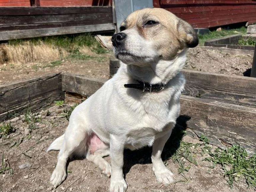 Маленькая собака Мэгги