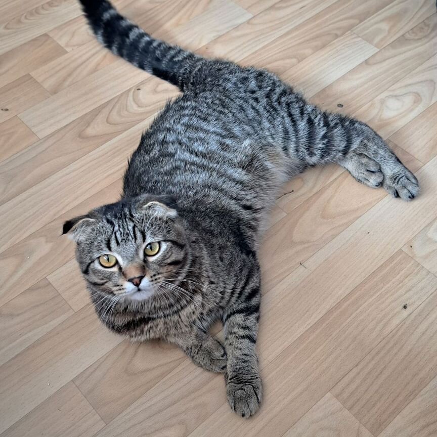 Кошка