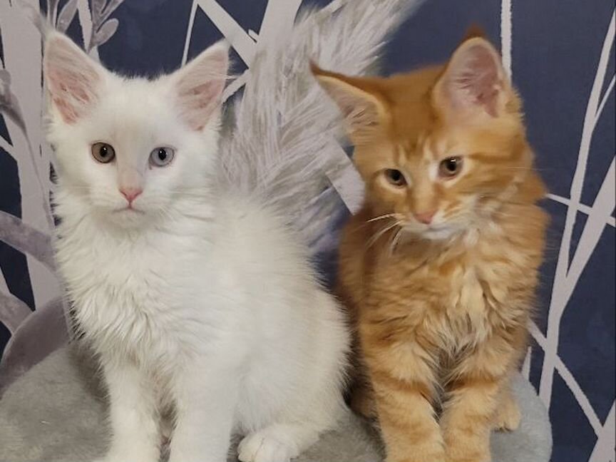 Котята мейн-кун