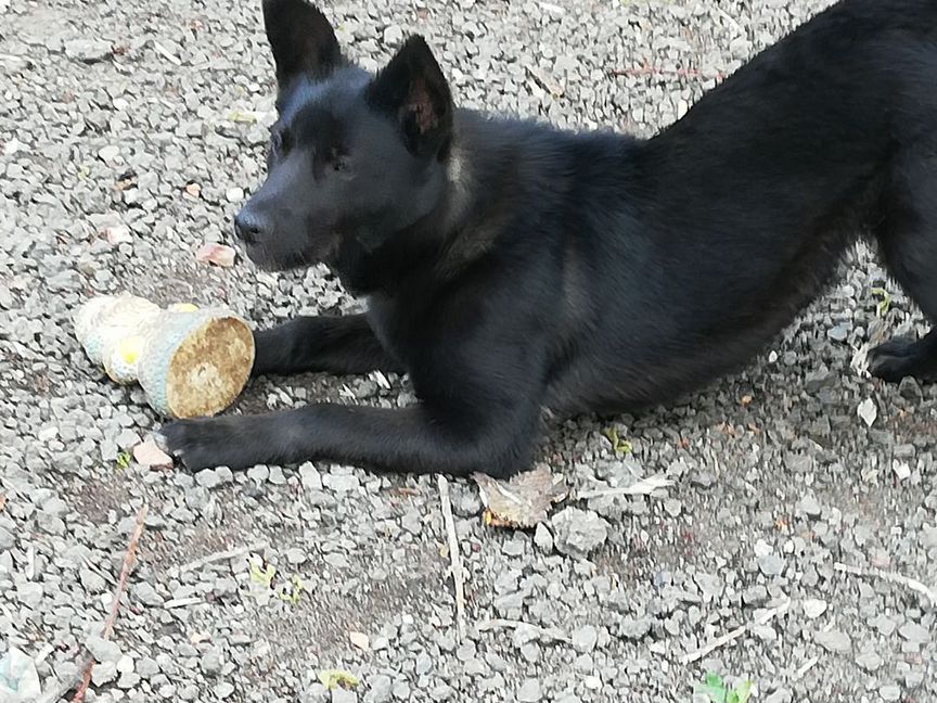 Собака в добрые руки отдам бесплатно