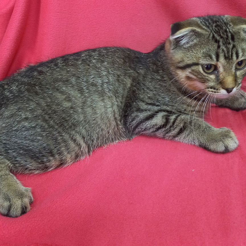 Котенок мальчик