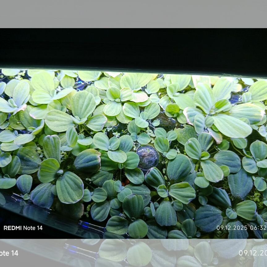 Аквариумные растения прополка