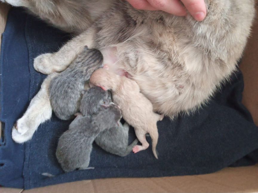 Готовятся к бронированию Шотландские котята