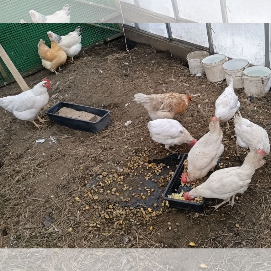 Курочки несушки Индюки самка и самец