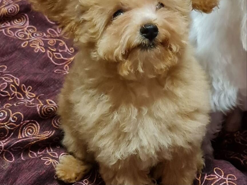 Мальтипу ф1 микро мальчик