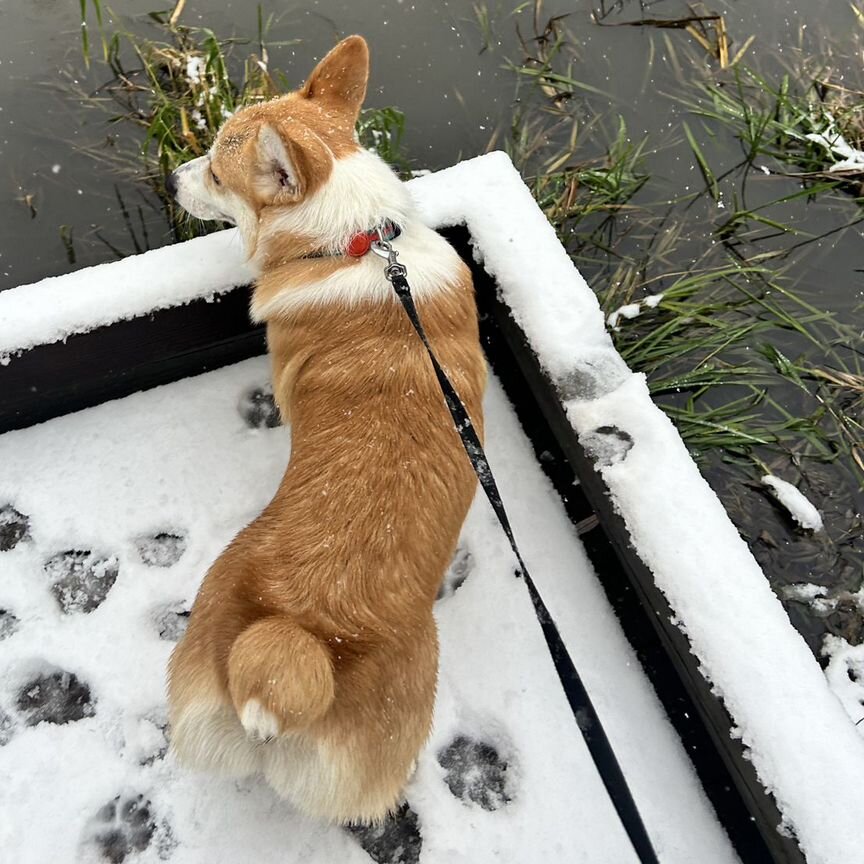 Вельш Корги Пемброк, взрослый пёс