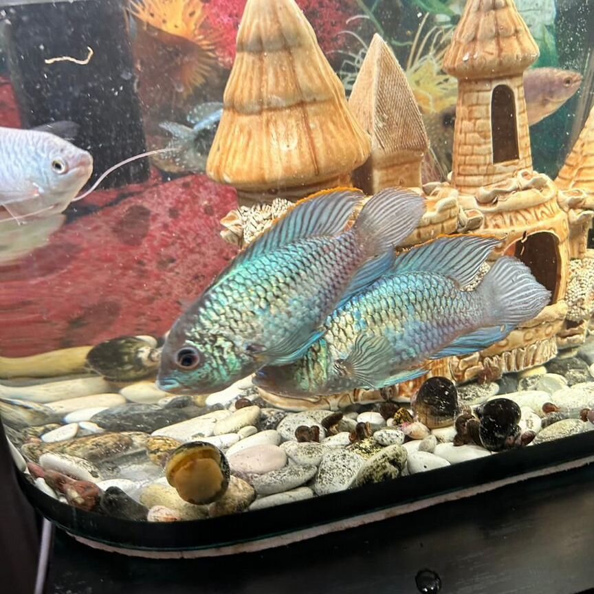 Нанокары Неон