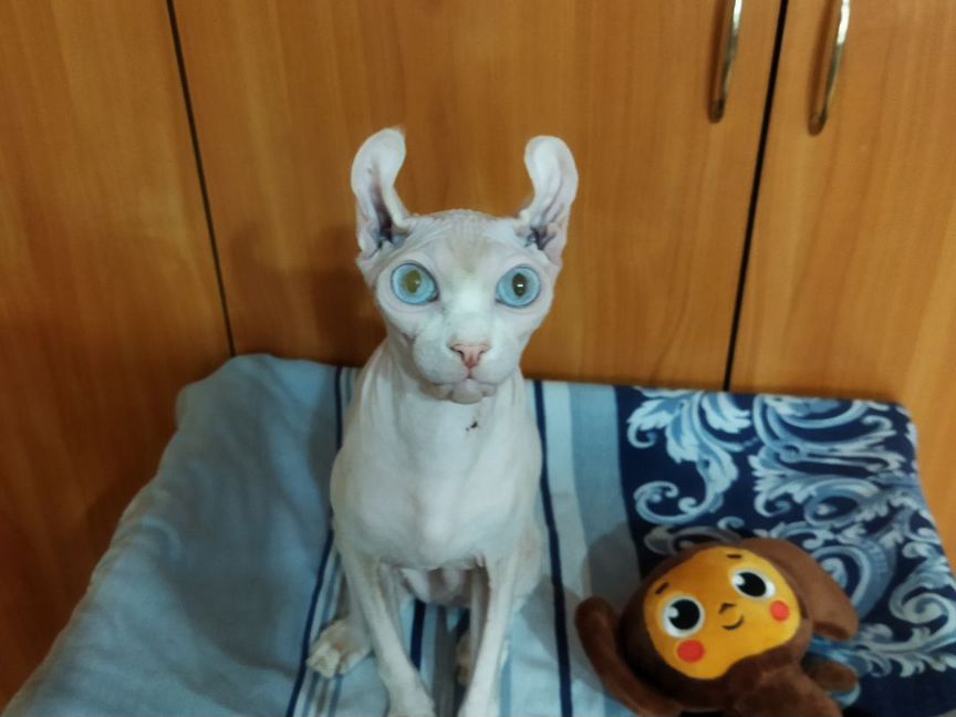 Эльф сфинкс котенок