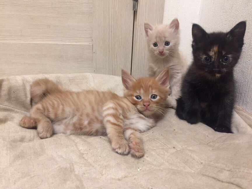 Котята мейн-кун