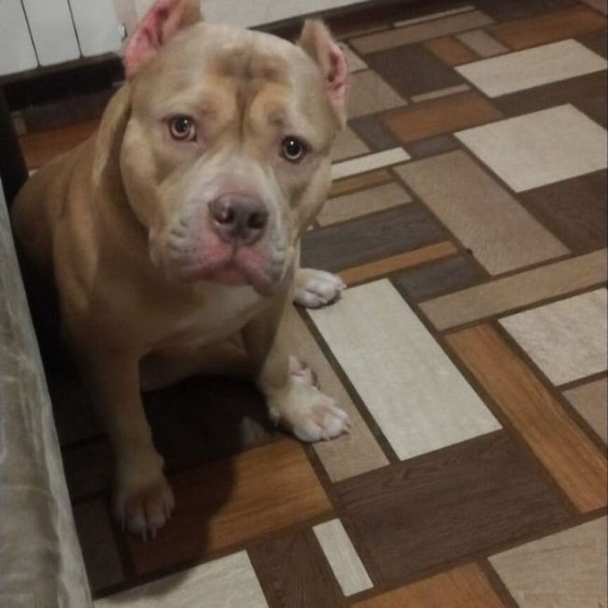 Отдают породистого кобеля