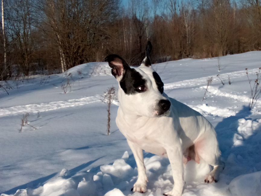 Ищу хорошие и опытные руки для собаки