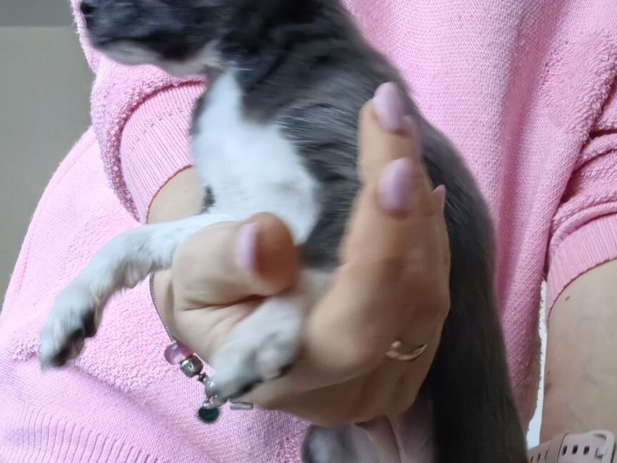 Щенки чихуахуа мини мальчик