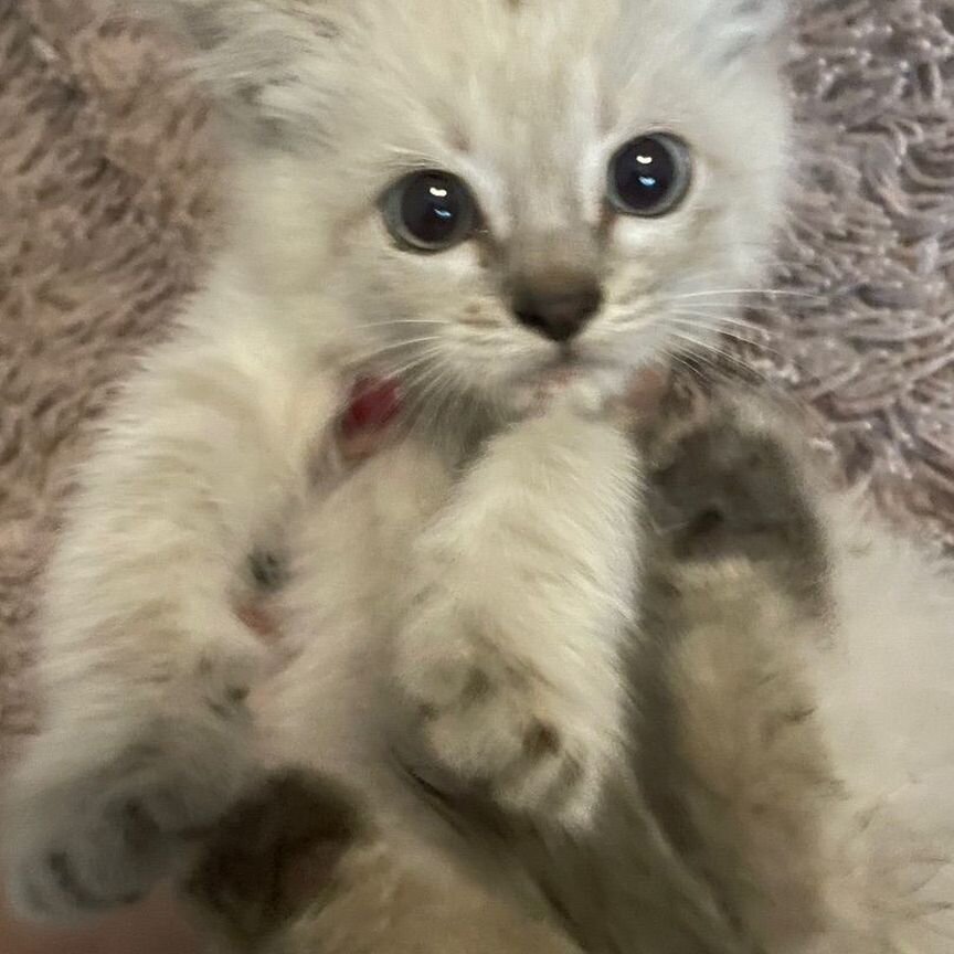 Отдам котенка в добрые руки